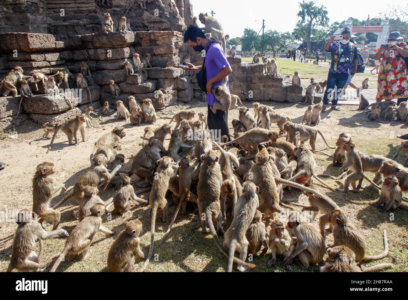 A man stands among a flock of monkeys during the 33rd annual Monkey ...