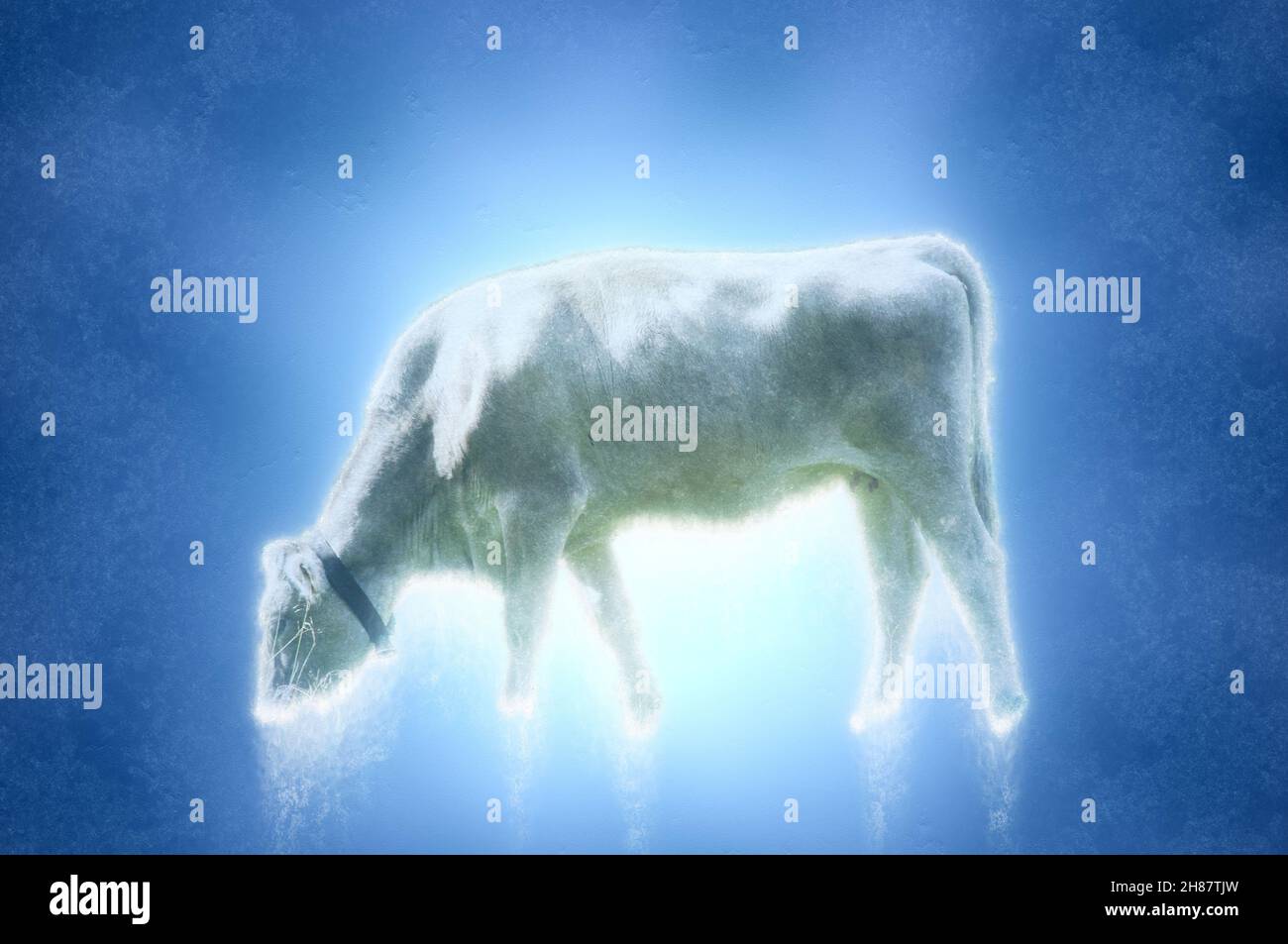 Full body cow hi-res stock photography and images - Alamy