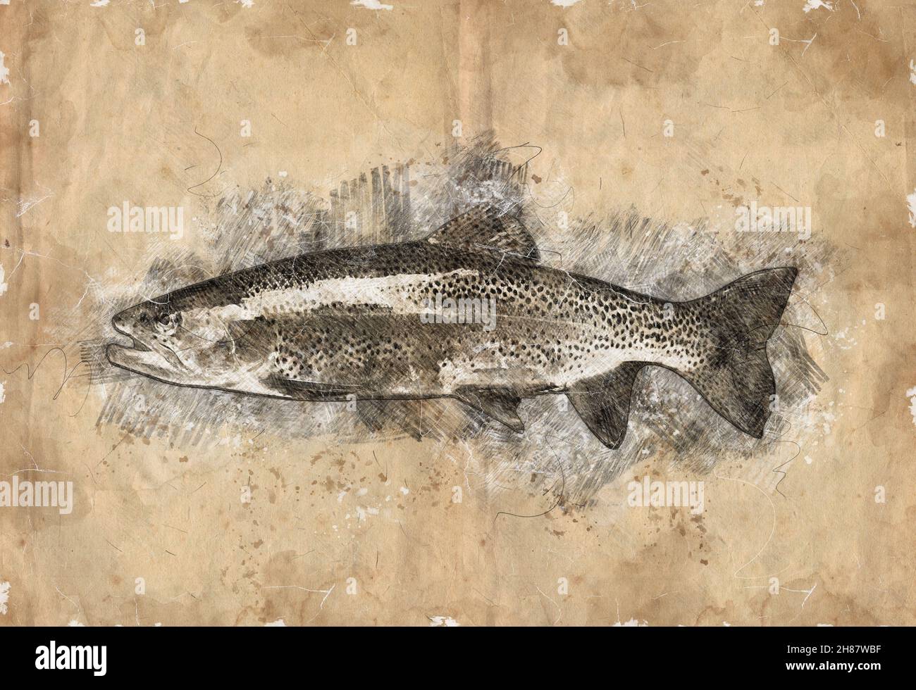 Digitally enhanced image of a side view of a trout Stock Photo - Alamy