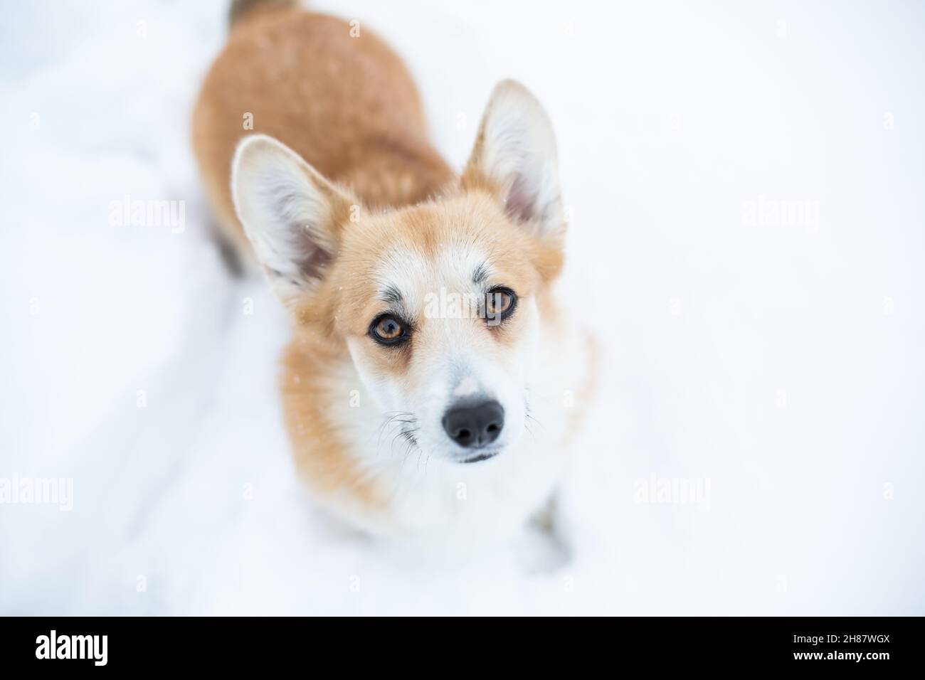 Welsh corgi looking up hi-res stock photography and images - Alamy