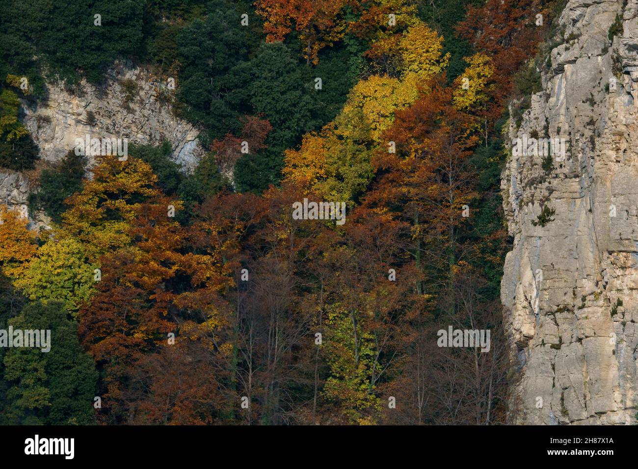 Colorful fall trees Stock Photo - Alamy