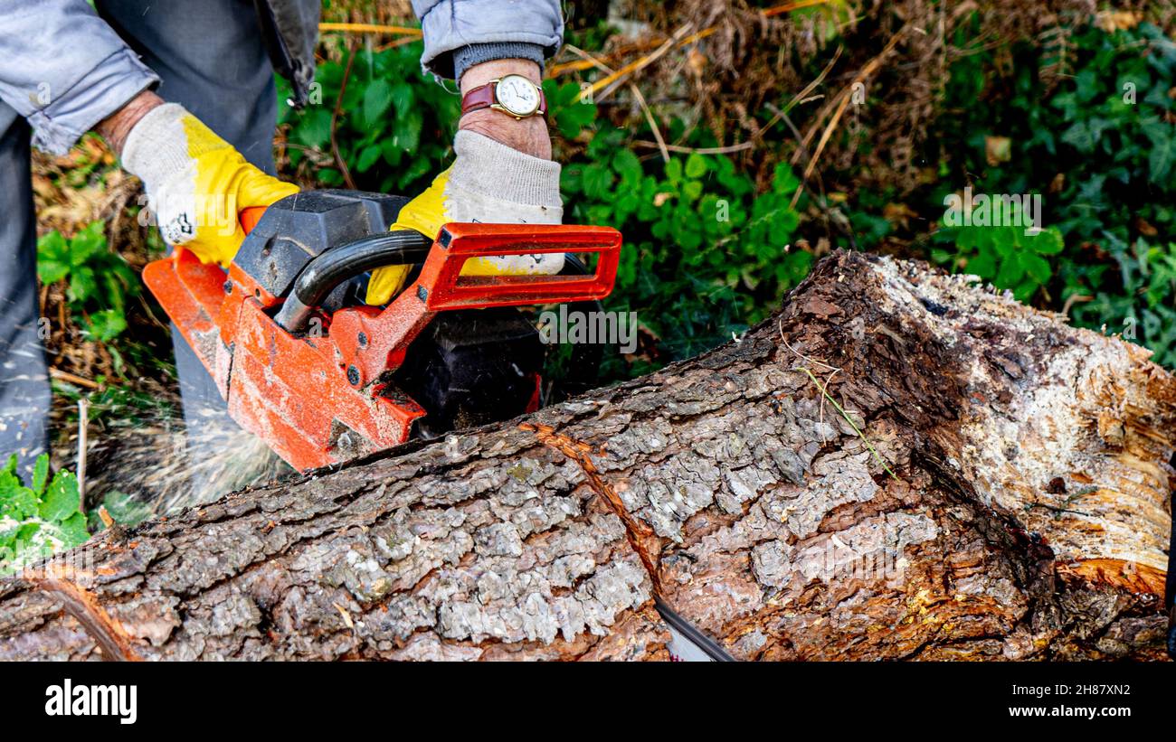 cutting wood with chainsaw Stock Photo - Alamy