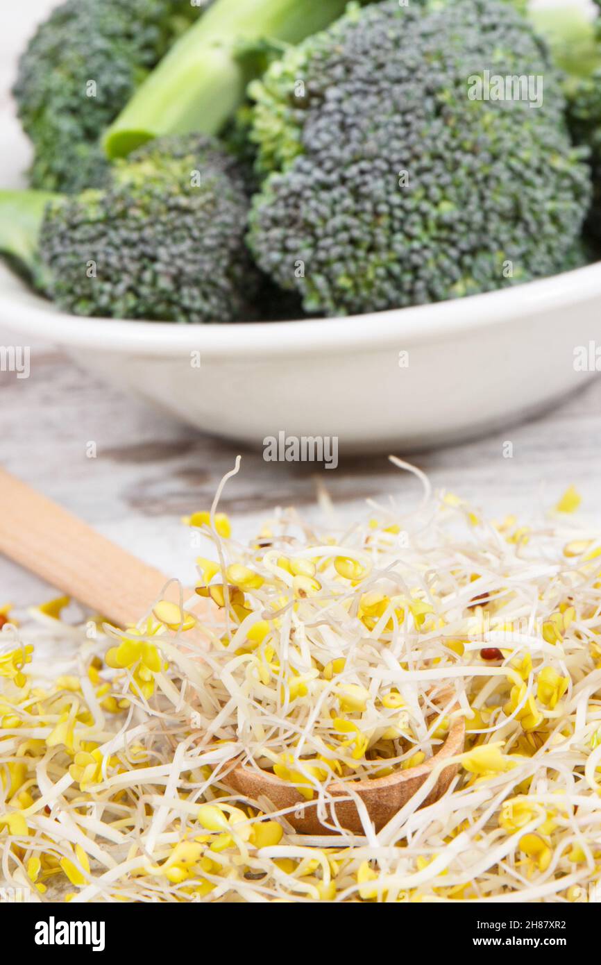 Fresh healthy nutritious broccoli sprouts containing natural vitamins ...
