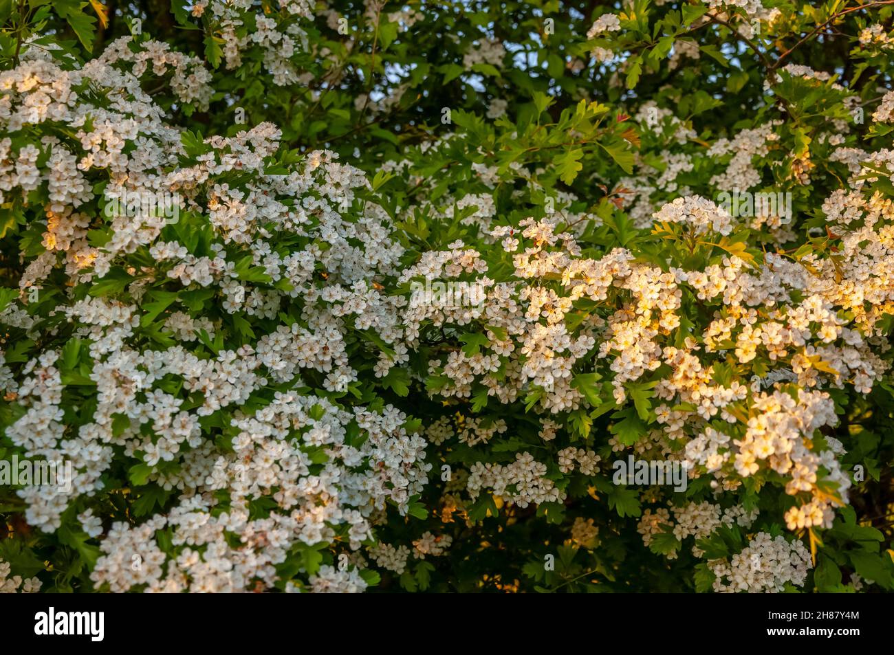 Spring flower bossom hi-res stock photography and images - Alamy