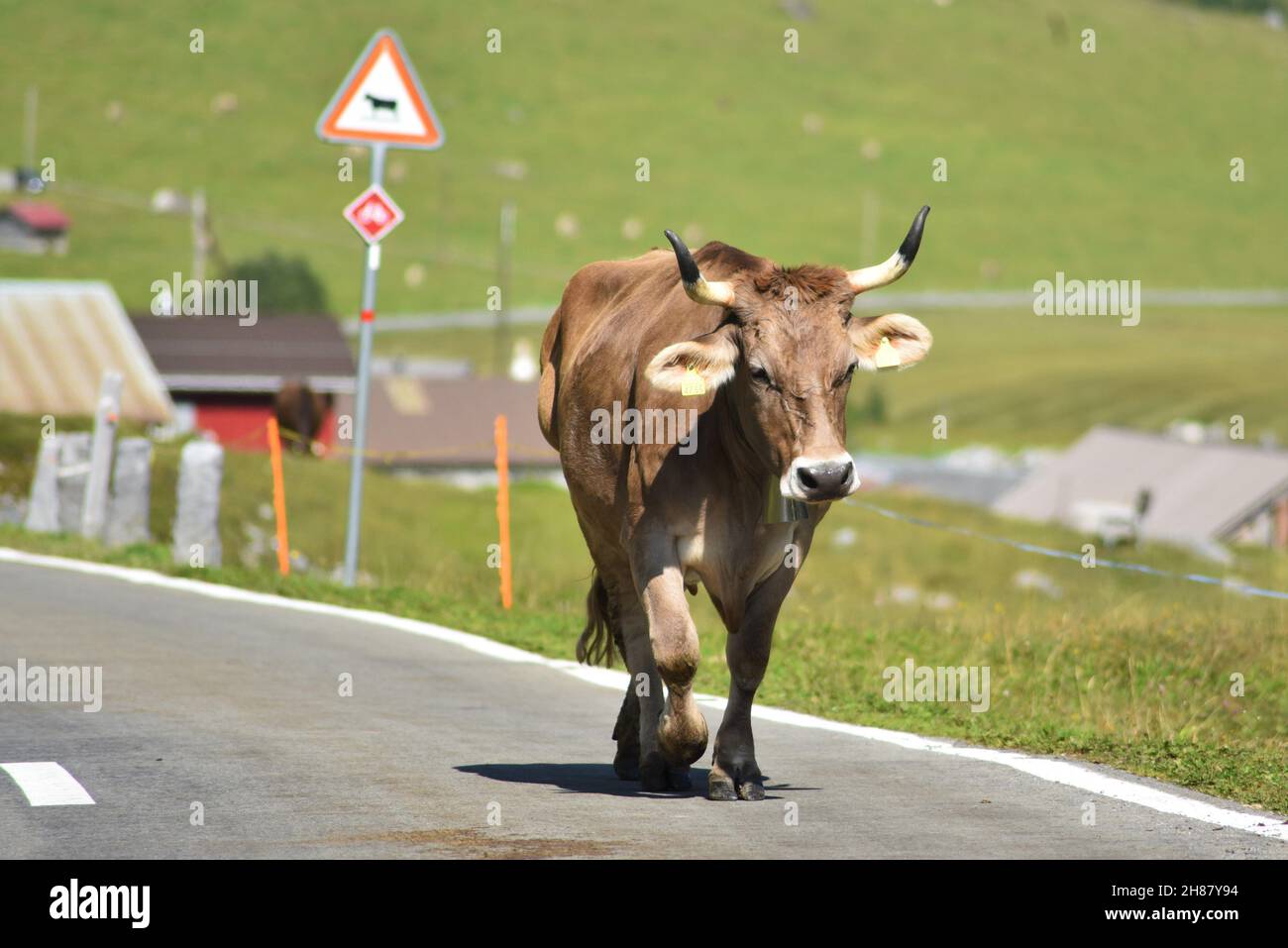 Cow crossing hi-res stock photography and images - Alamy