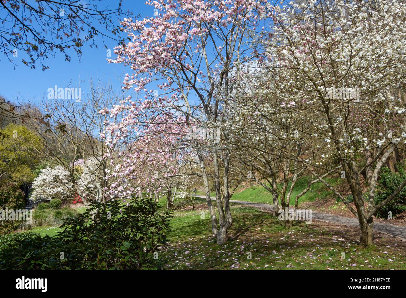 Path and magnolia trees with pink and white flowers in a park Stock ...