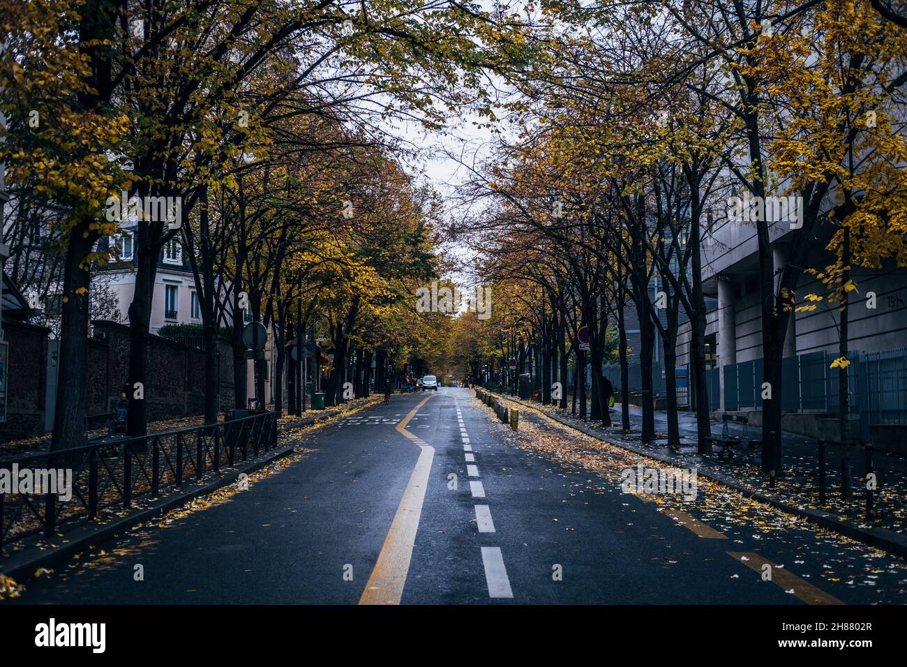 An empty street lined with yellow trees on a rainy autumn morning Stock ...