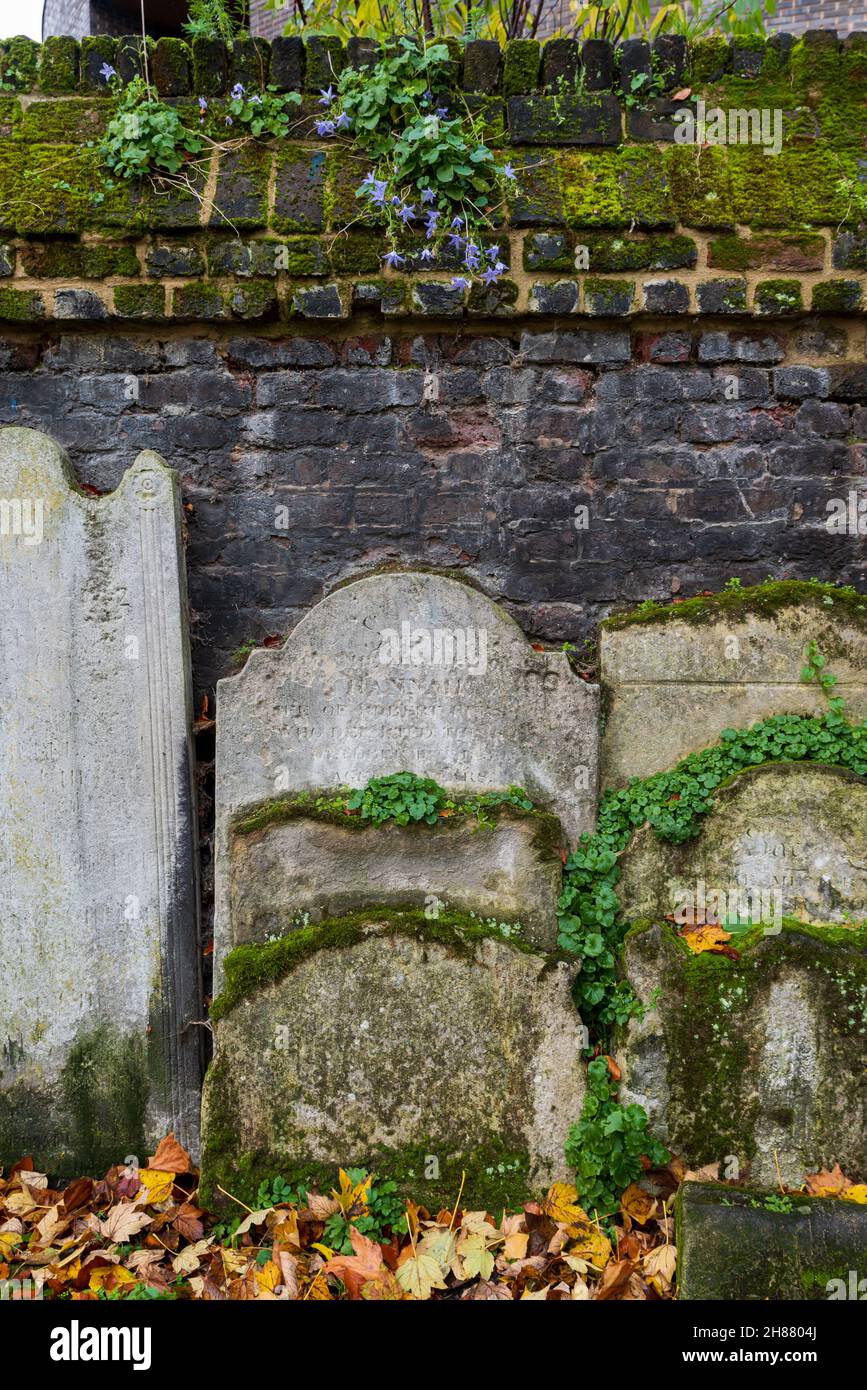 Ancient overgrown with moss and ivy plants tombstones and graves at ...