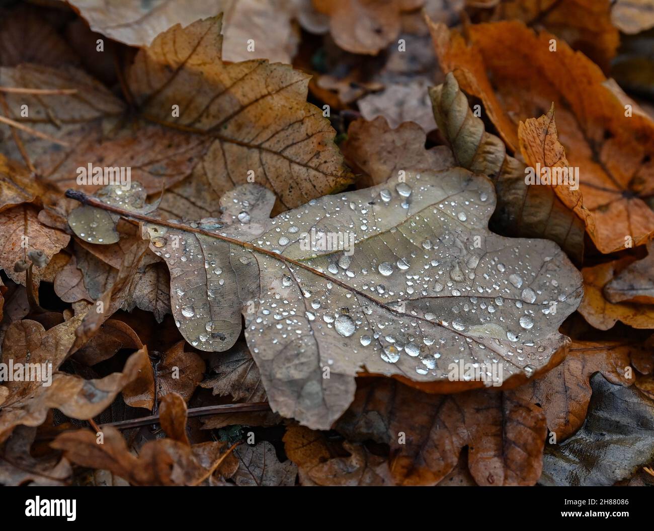 28 November 2021, Brandenburg, Treplin: Water droplets lie on an oak ...
