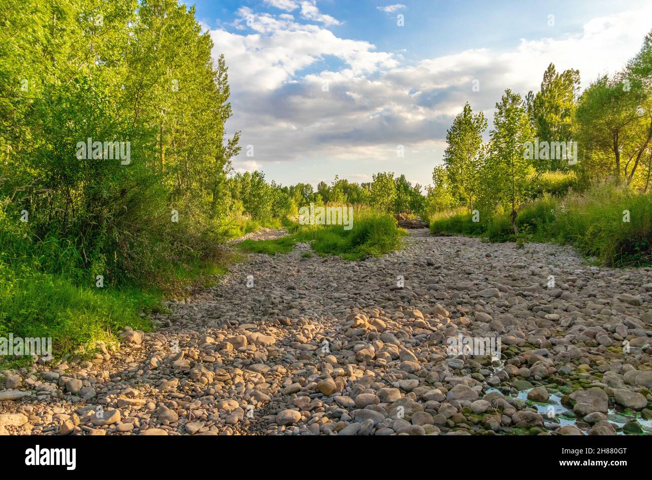 A landscape with stones and growing trees under the cloudy sky Stock ...