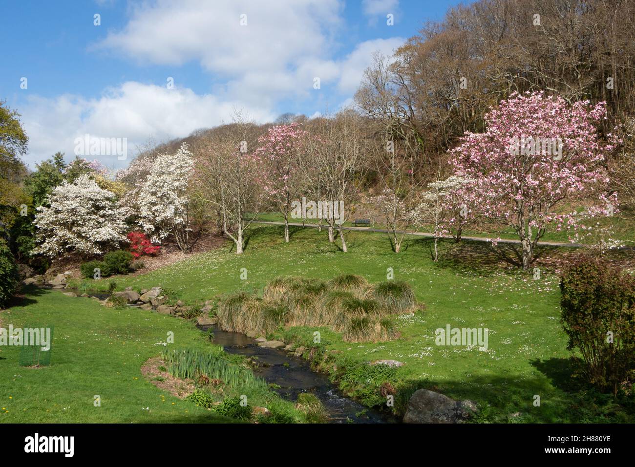 Magnolia white river hi-res stock photography and images - Alamy