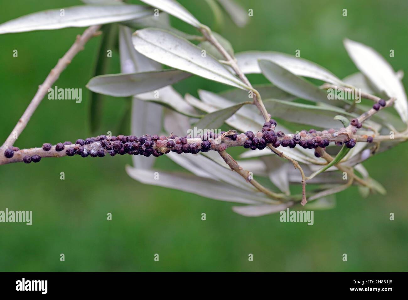 The black scale, Saissetia oleae (Hemiptera: Coccidae) on the olive ...