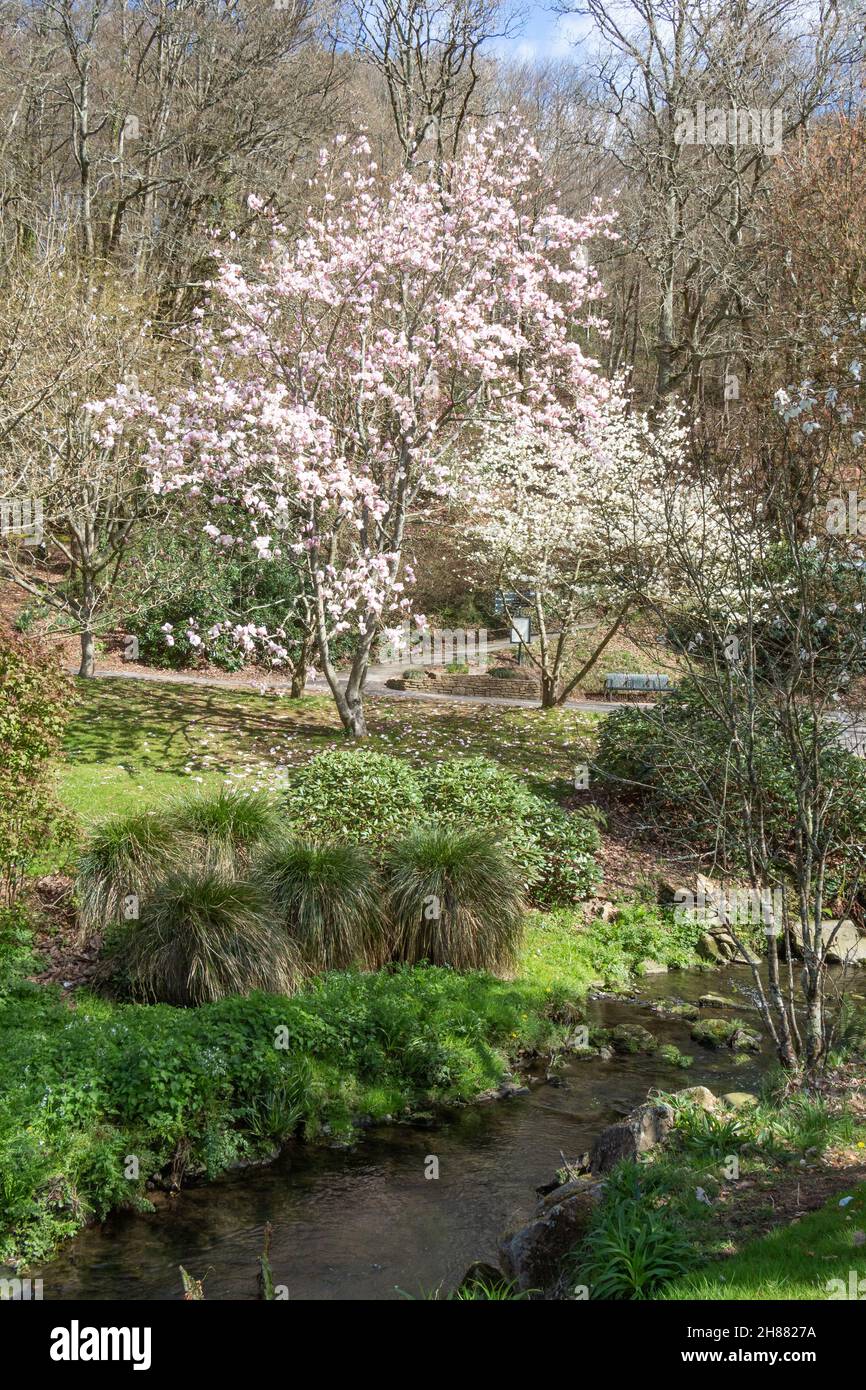 Magnolia trees and river in a park during spring Stock Photo - Alamy