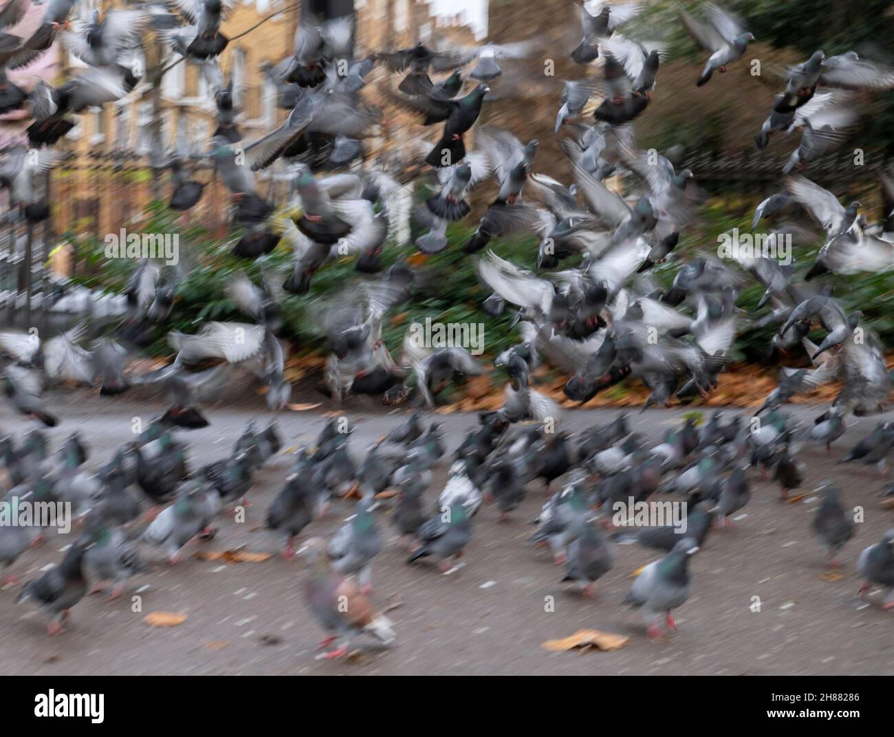 A large group of pigeons in sudden and chaotic fly off in public park ...