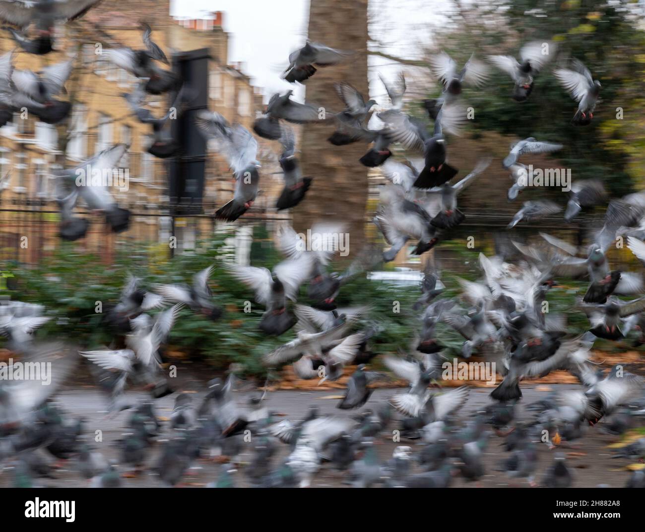 A large group of pigeons in sudden and chaotic fly off in public park ...