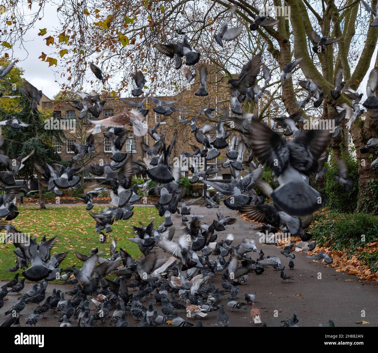 A large group of pigeons in sudden and chaotic fly off in public park ...