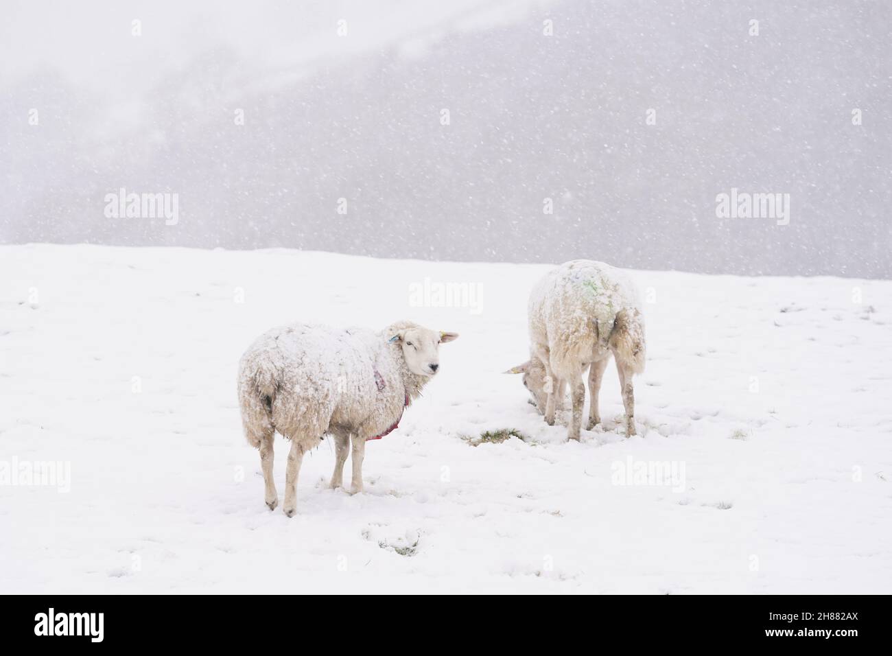 Sheep in a snow covered field in Gunnerside, North Yorkshire. Picture ...