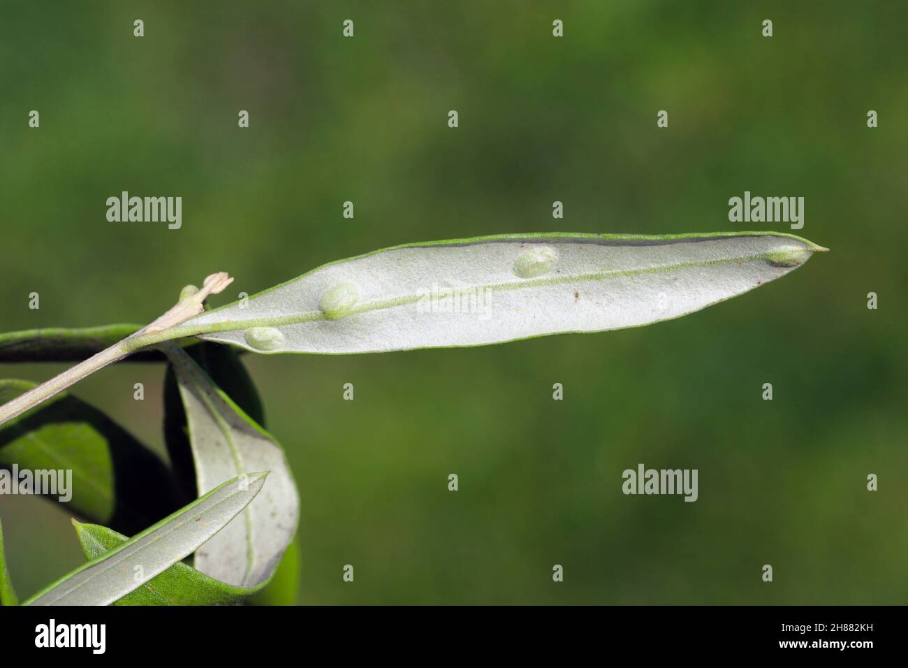 Galls pests pest hi-res stock photography and images - Alamy