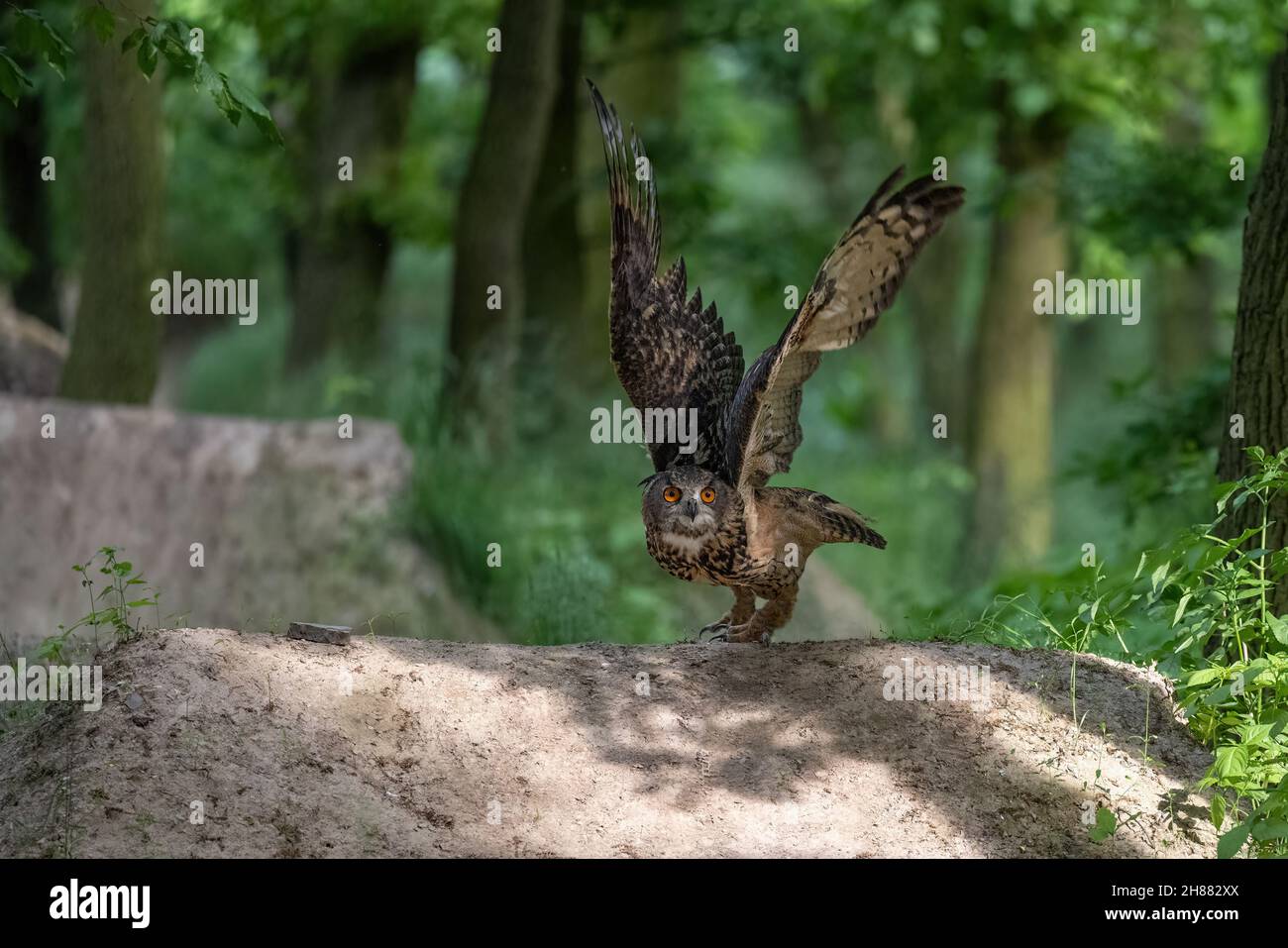 The great eagle owl sits on a tree stump and looks around Stock Photo ...