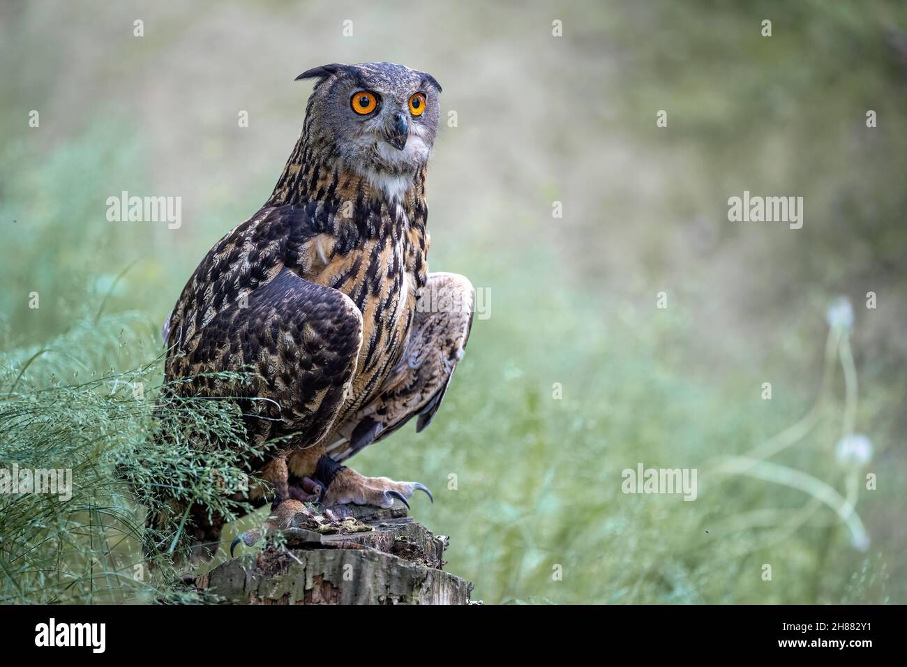 The great eagle owl sits on a tree stump and looks around Stock Photo ...