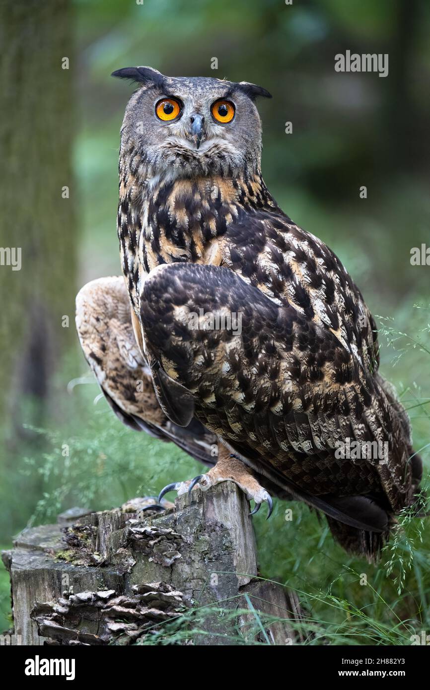 The great eagle owl sits on a tree stump and looks around Stock Photo ...