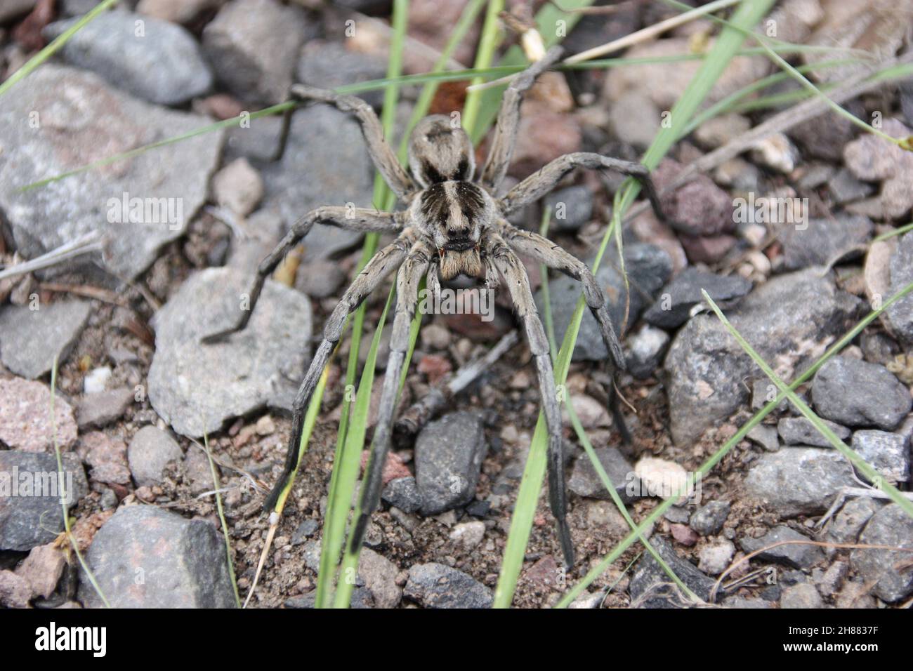 Handsome head shot of Wolf Spider sprawled out in natural rocky habitat ...