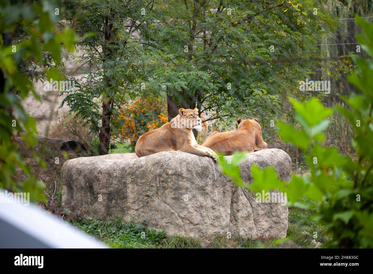 Caged wild animals in captivity at ZOO Stock Photo - Alamy
