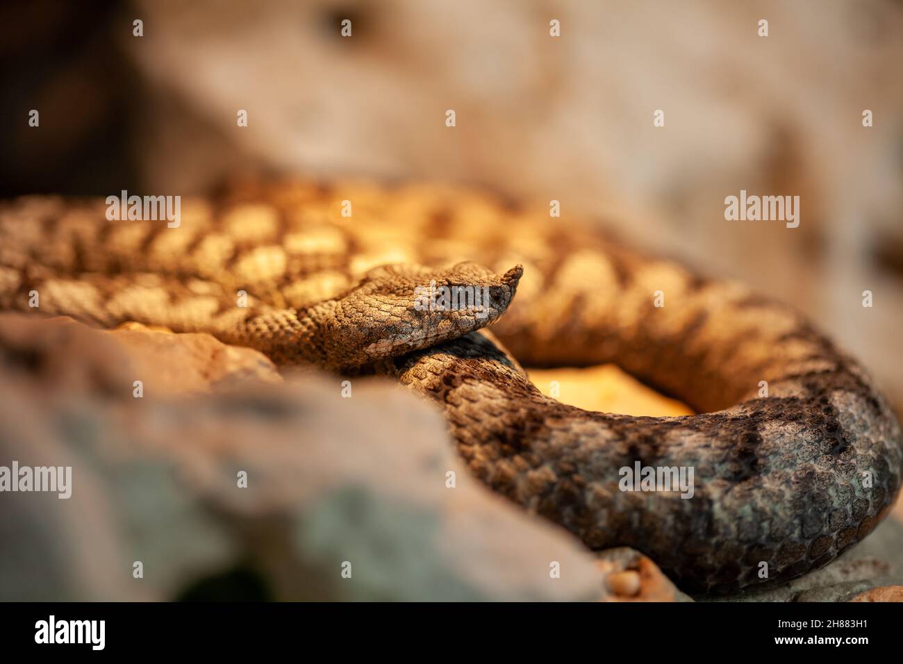 Caged wild animals in captivity at ZOO Stock Photo - Alamy