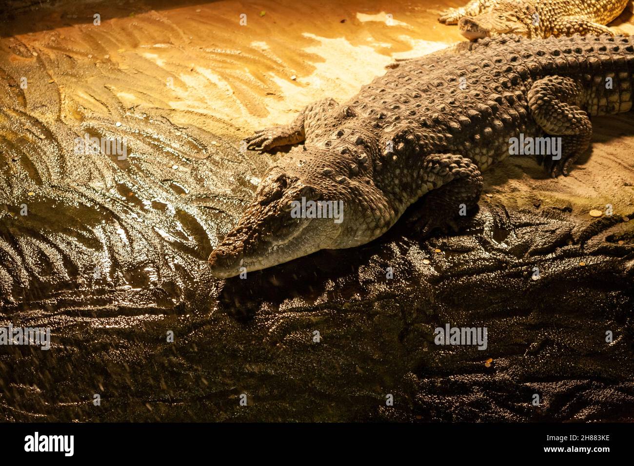Caged wild animals in captivity at ZOO Stock Photo - Alamy