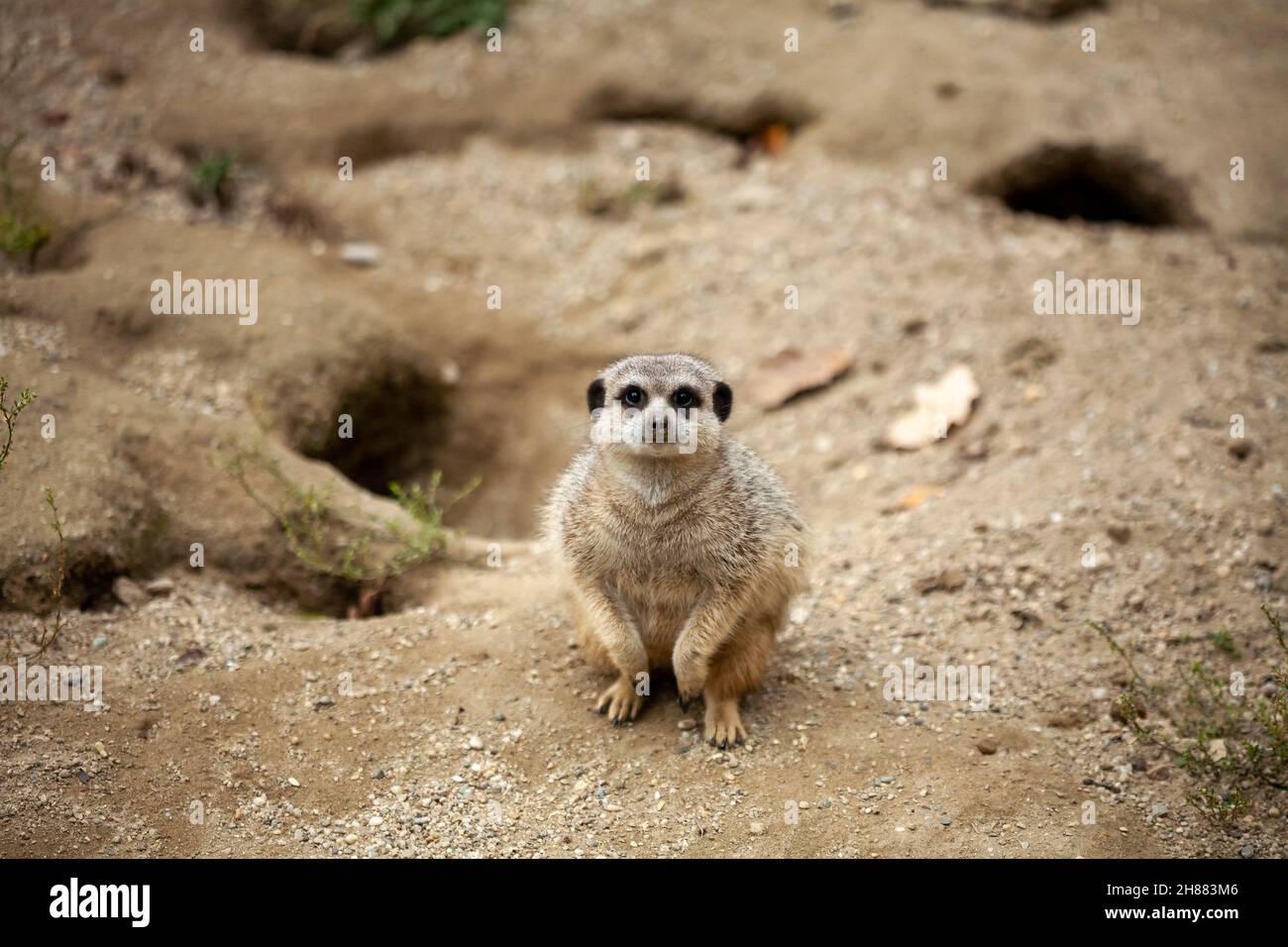 Caged wild animals in captivity at ZOO Stock Photo - Alamy