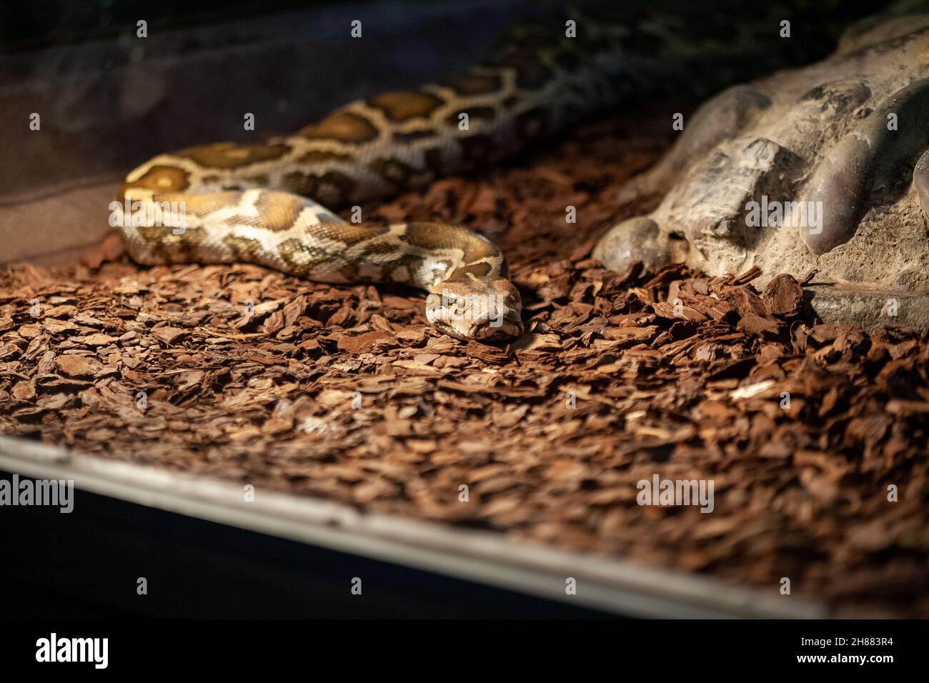 Caged wild animals in captivity at ZOO Stock Photo - Alamy