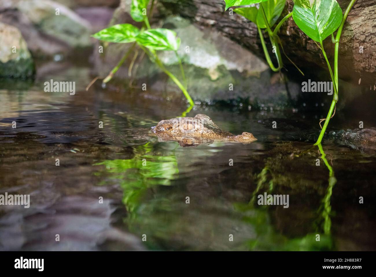 Caged wild animals in captivity at ZOO Stock Photo - Alamy