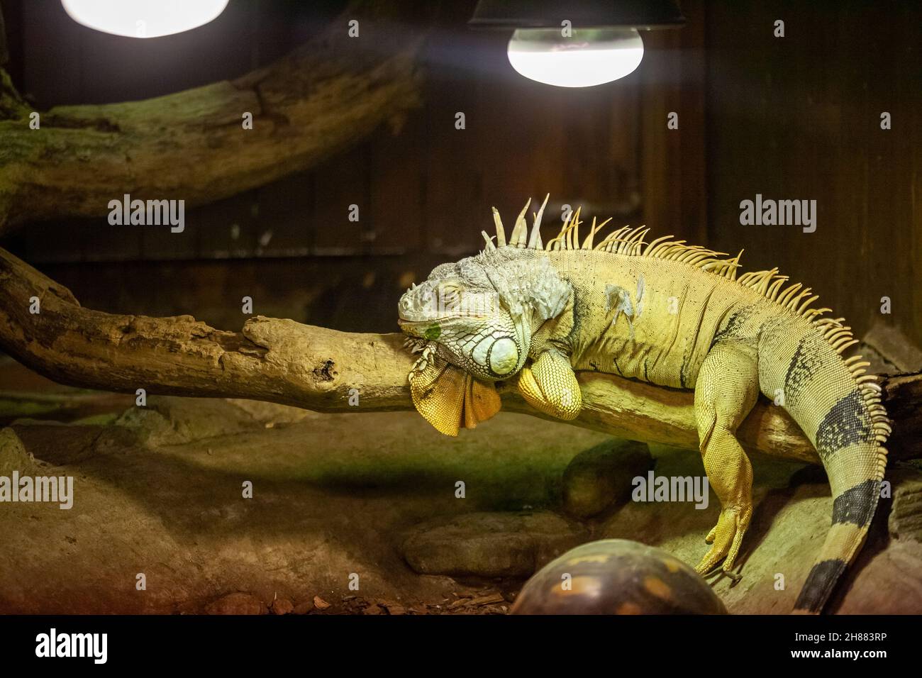 Caged wild animals in captivity at ZOO Stock Photo - Alamy