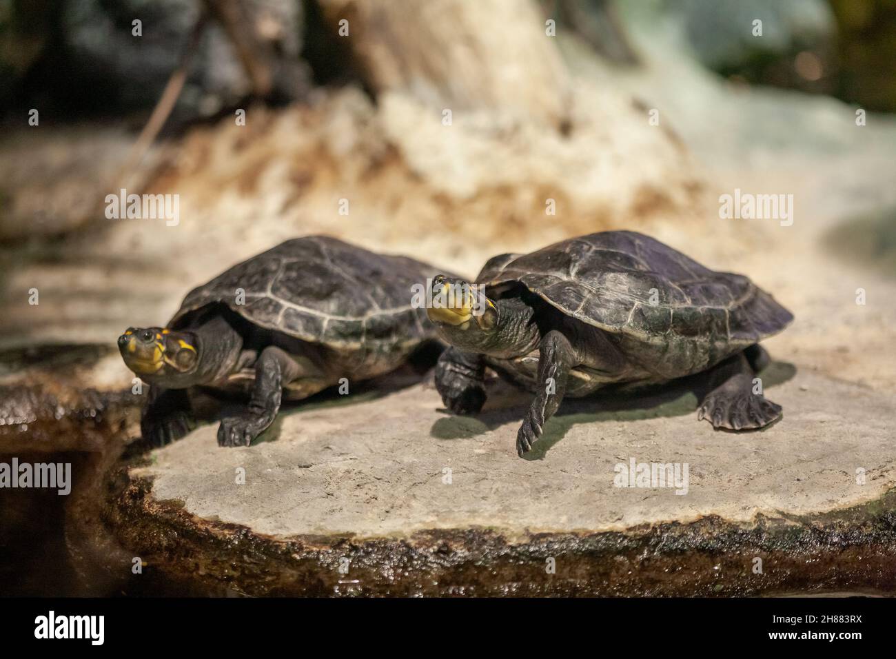 Caged wild animals in captivity at ZOO Stock Photo - Alamy