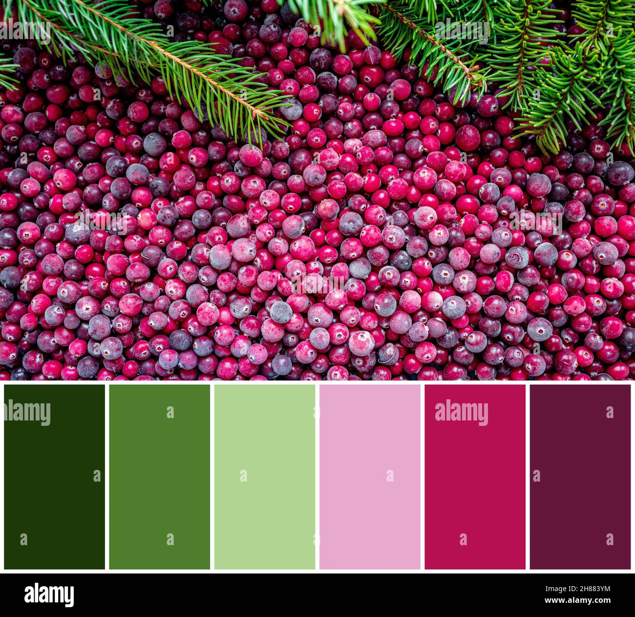 Color matching palette from frozen cranberries background Stock Photo ...