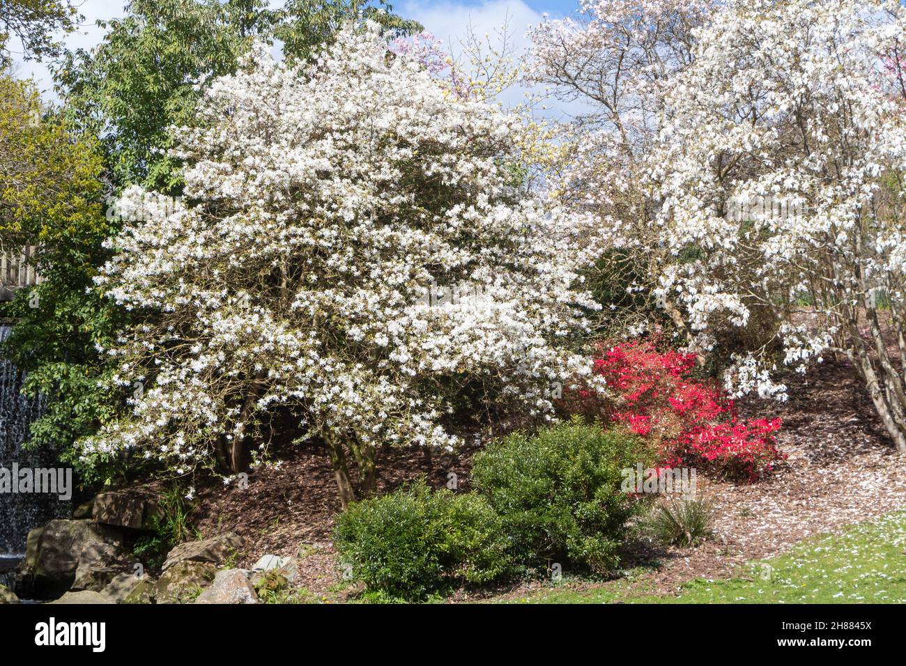 White magnolia trees and red azalea in a park during spring Stock Photo ...