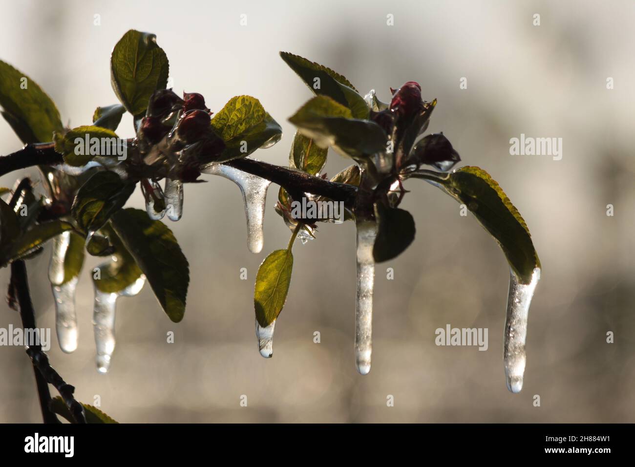 Prevent the fruit blossom hi-res stock photography and images - Alamy