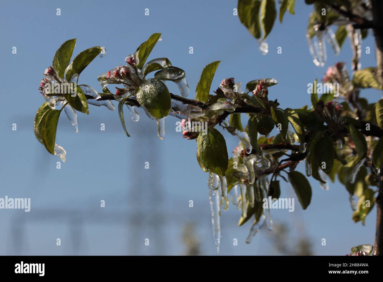 Prevent the fruit blossom hi-res stock photography and images - Alamy