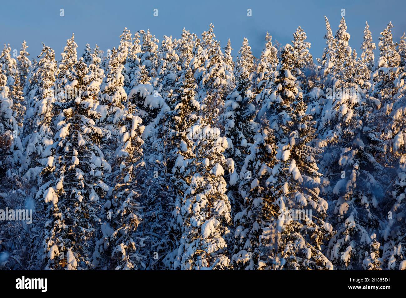 Growing snowy spruces hi-res stock photography and images - Alamy