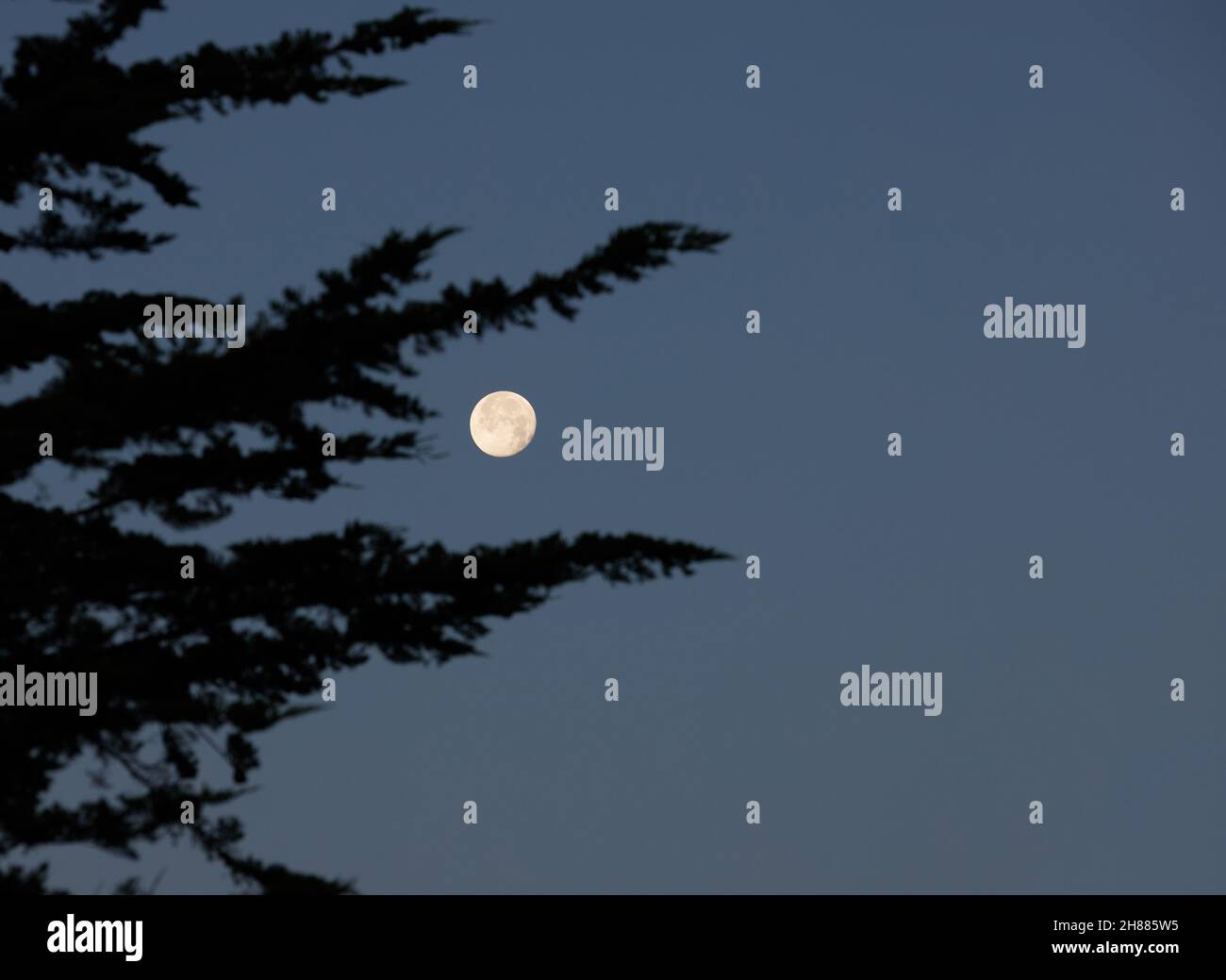 View of moon through tree branches hi-res stock photography and images ...