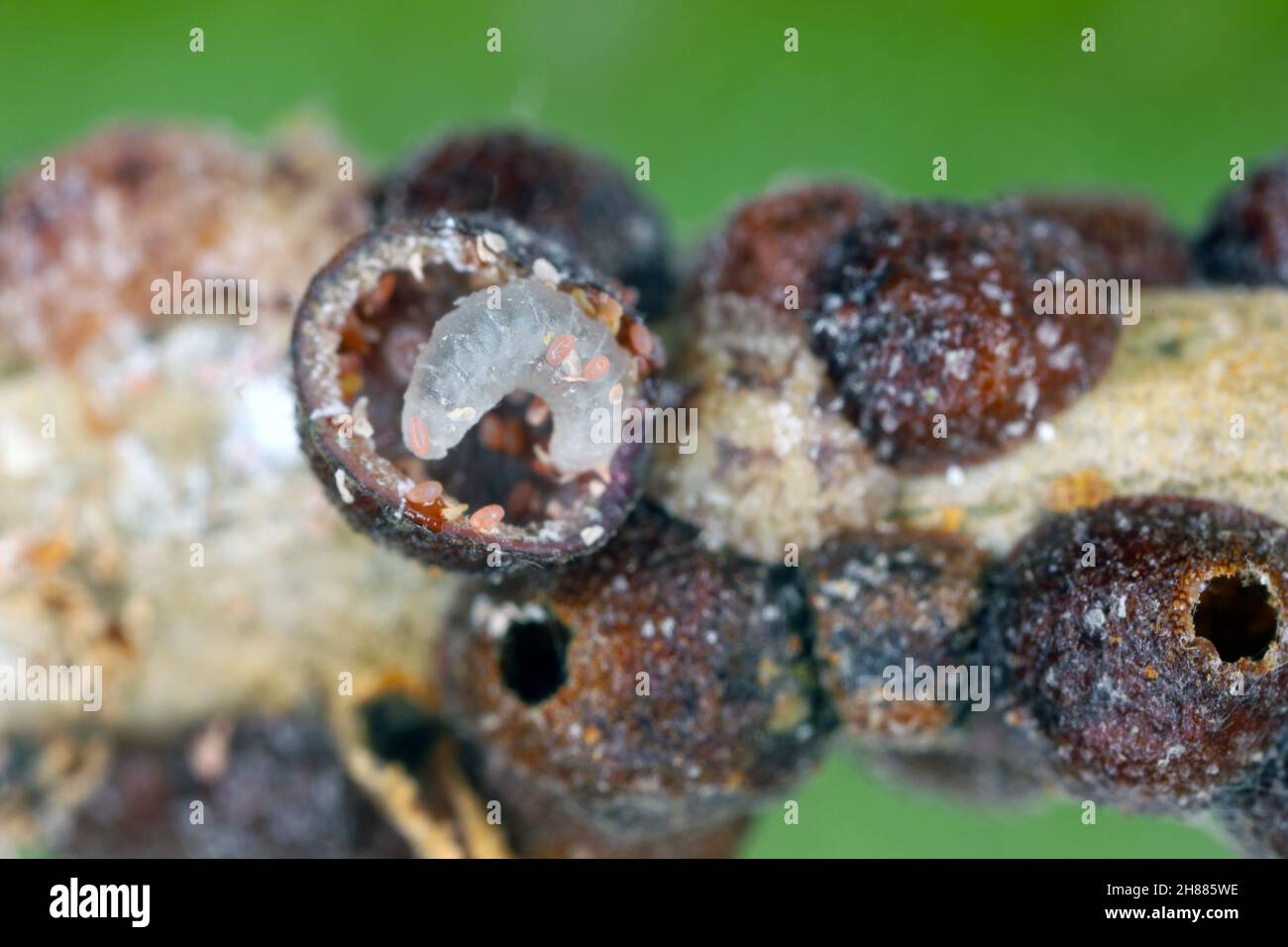 Scutellista caerulea (Pteromalidae) is an important, common biological ...