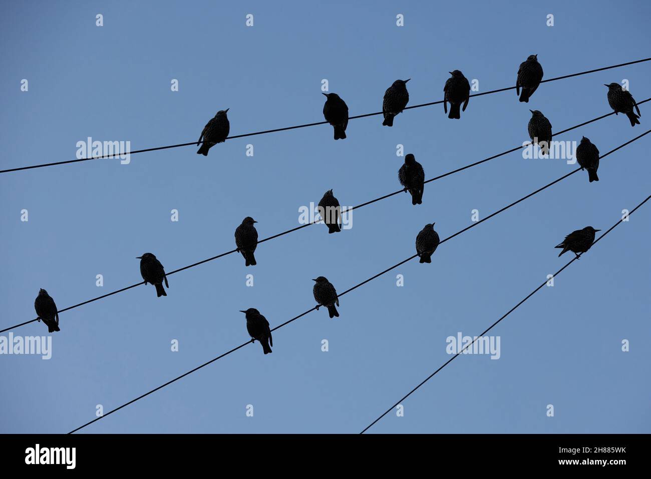 Starlings seen in a group sitting on telephone wires forming patterns ...