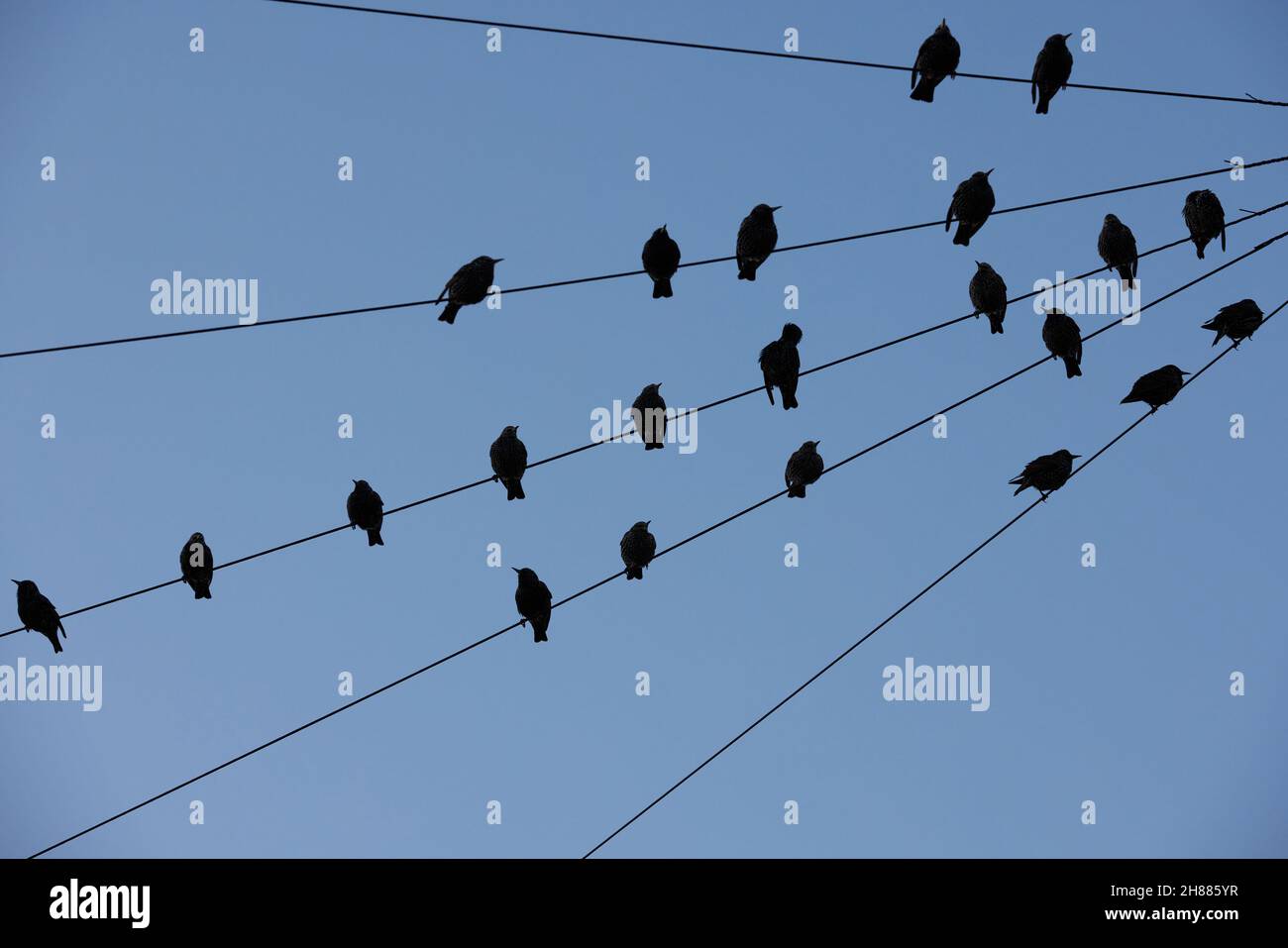 Starlings seen in a group sitting on telephone wires forming patterns ...