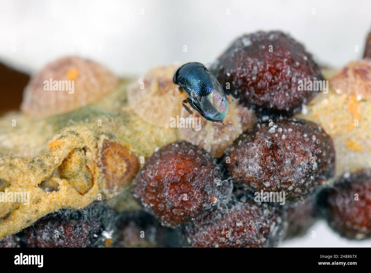 Scutellista caerulea (Pteromalidae) is an important, common biological ...