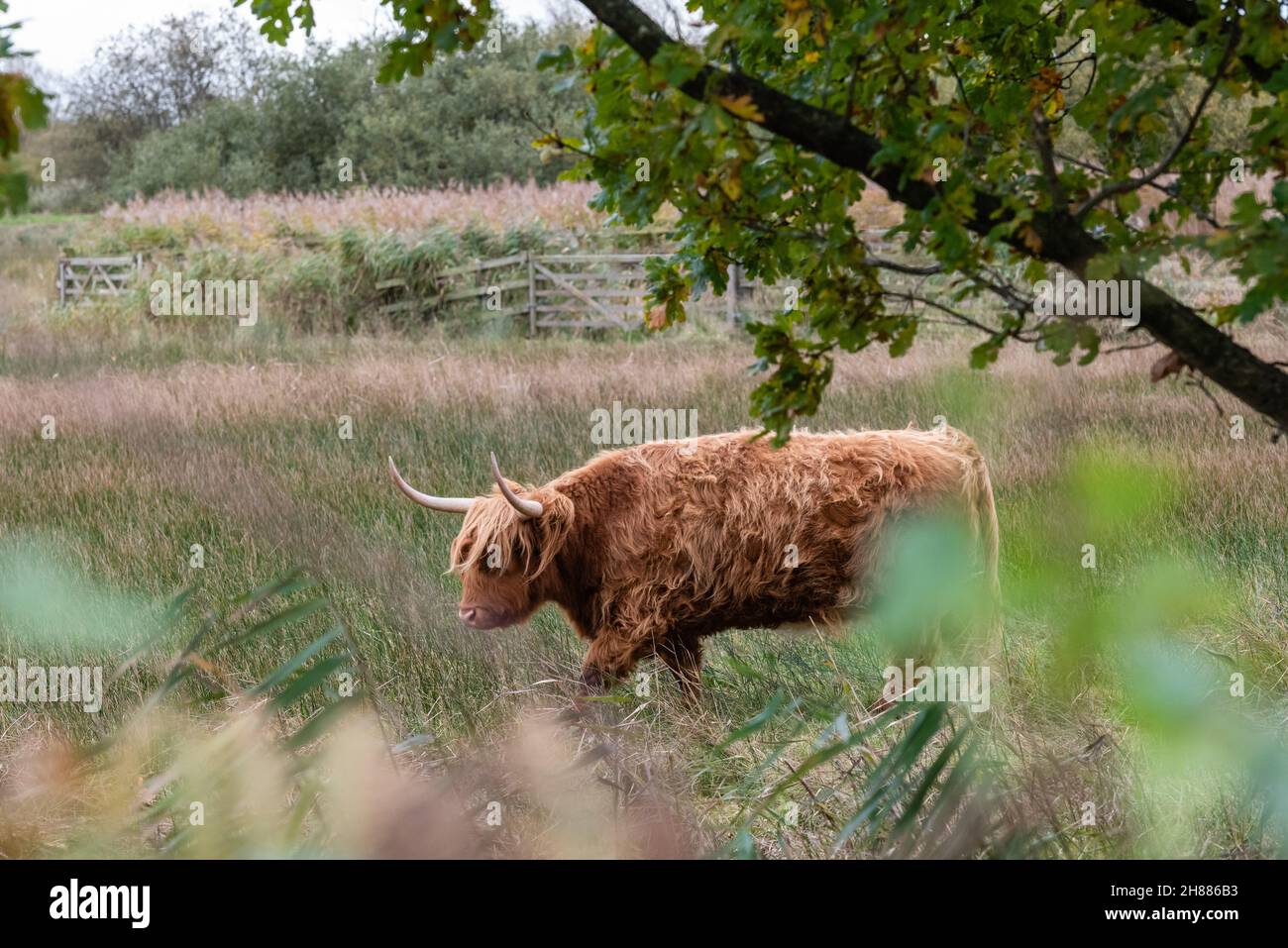 Bos taurus taurus hi-res stock photography and images - Alamy