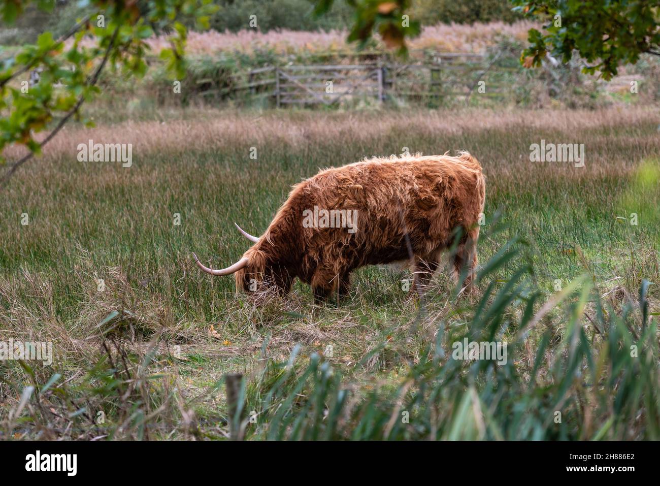 Bos taurus cattle grazing in hi-res stock photography and images - Alamy