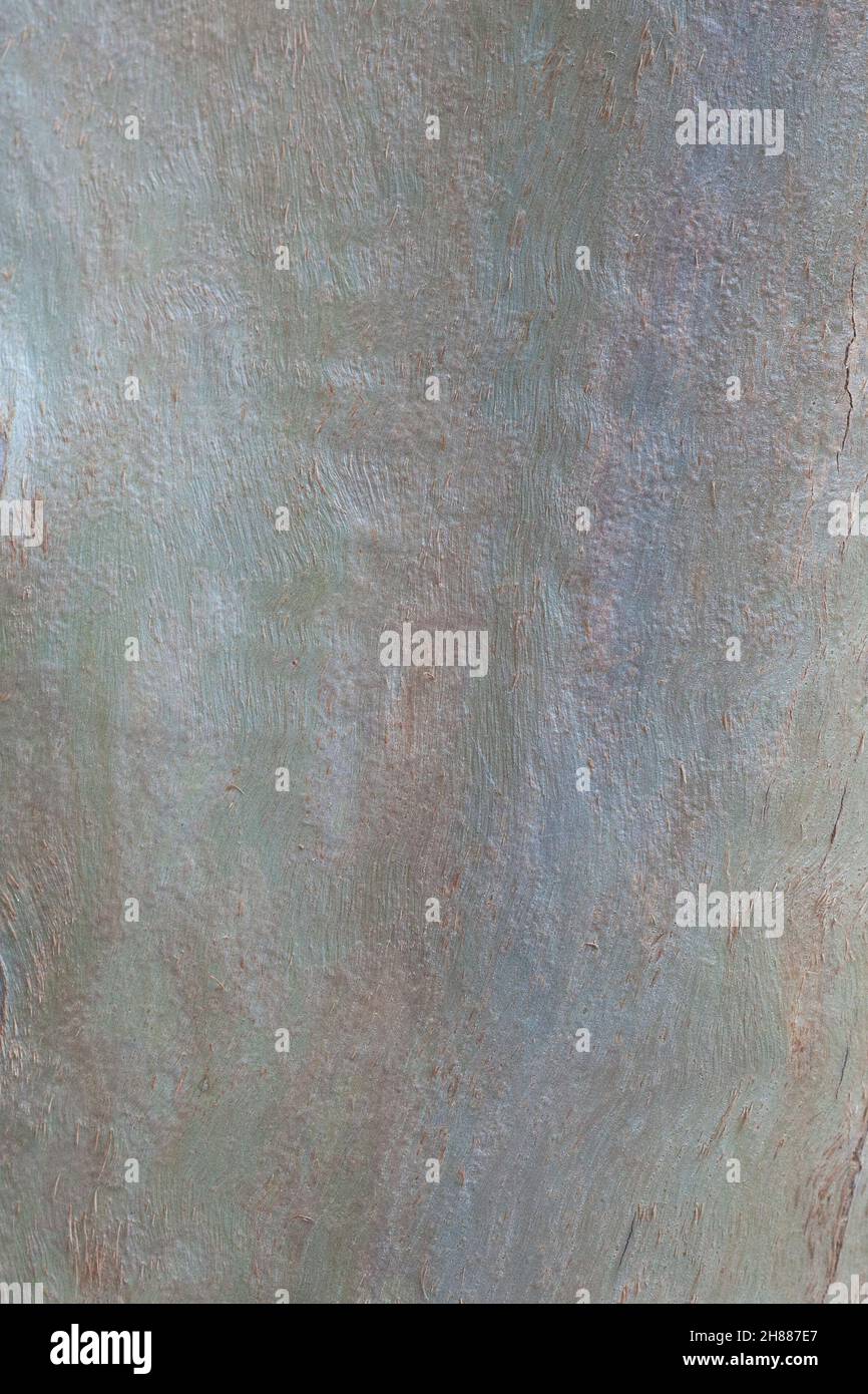 Natural grey wooden tree trunk background vertical image Stock Photo ...