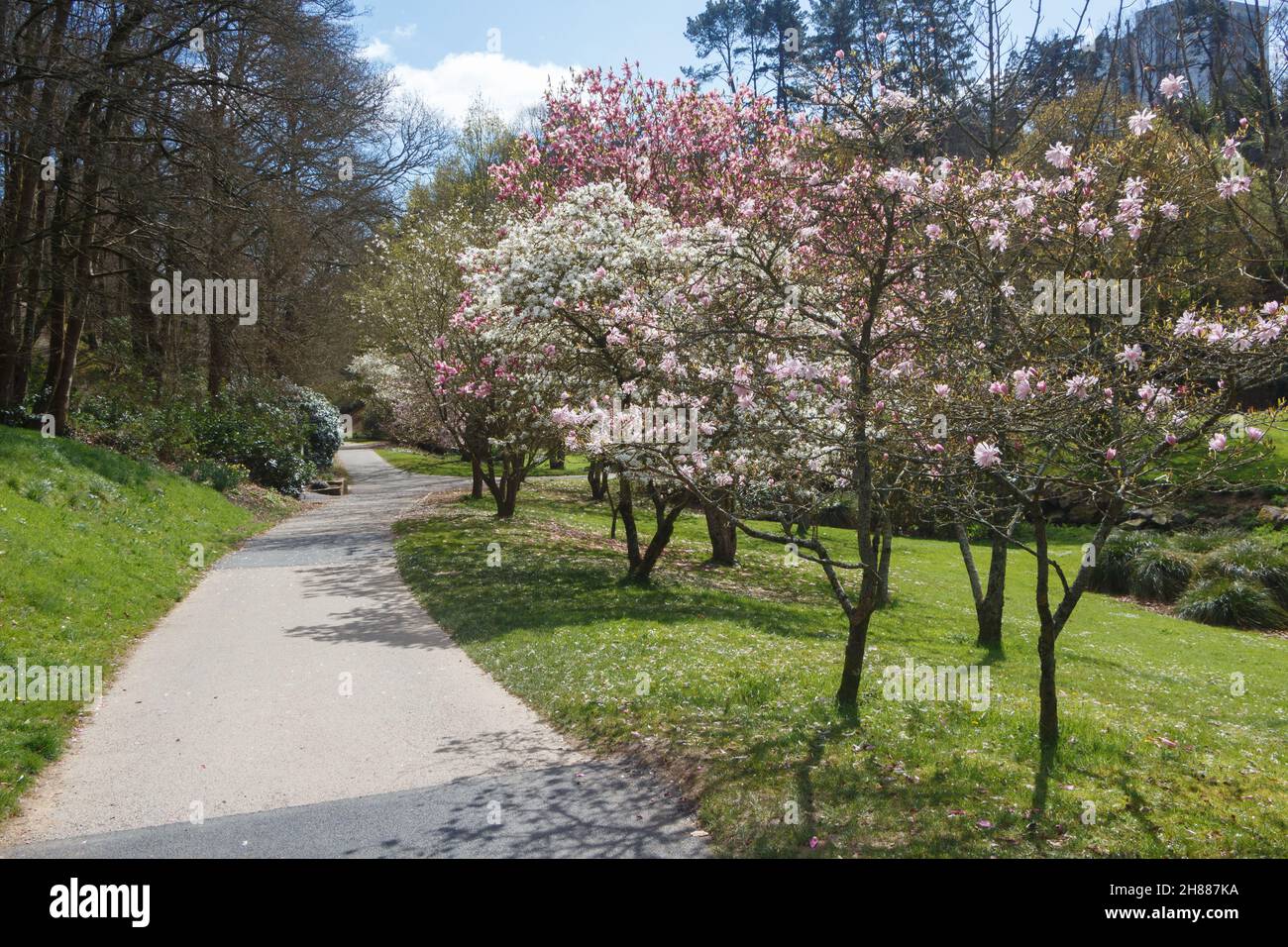 Path in a park at the beginning of spring with magnolia trees flowering ...