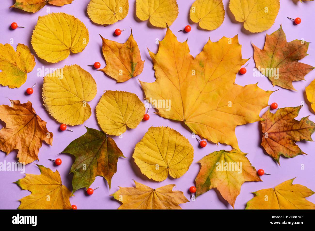 Fallen leaves with paper clips on lilac background Stock Photo - Alamy