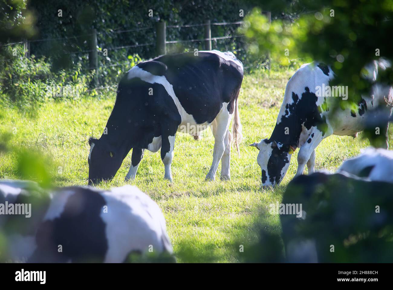 Holstein cows grazing hi-res stock photography and images - Alamy